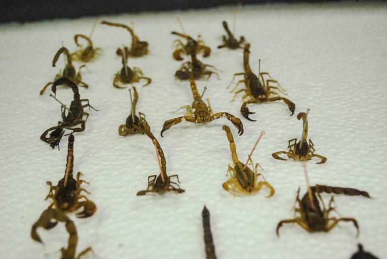 alacranismo – Boletines Dependencias