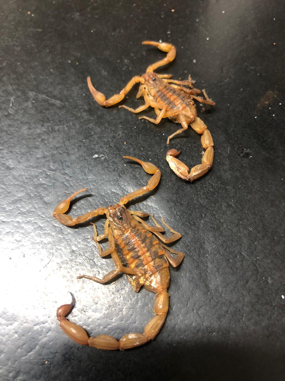 Persiste alacranismo en Guanajuato suma 24 mil intoxicaciones este año ...